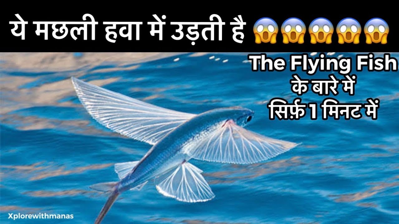 Flying Fish | Flying Fish Video | Garnai Fish | Udti Machli | INSTANT ...