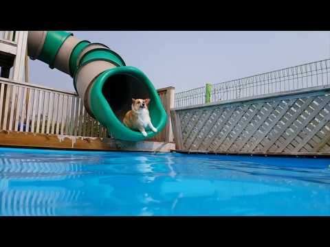 Awesome Corgi Pool Party! - YouTube
