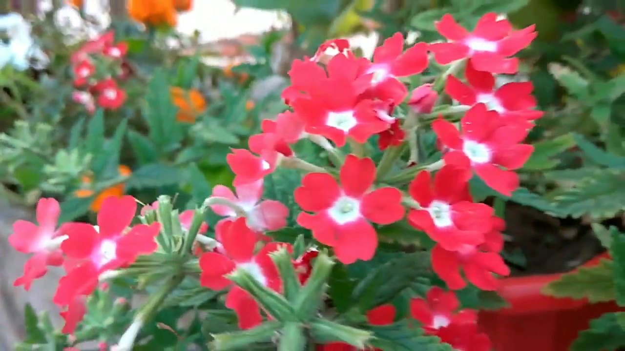 21 Types Small FLOWERS of my Garden - YouTube