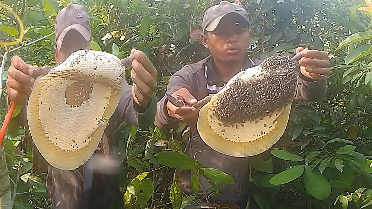 Seasonal bee hunting of bees, natural bees, beekeeping, manual ...