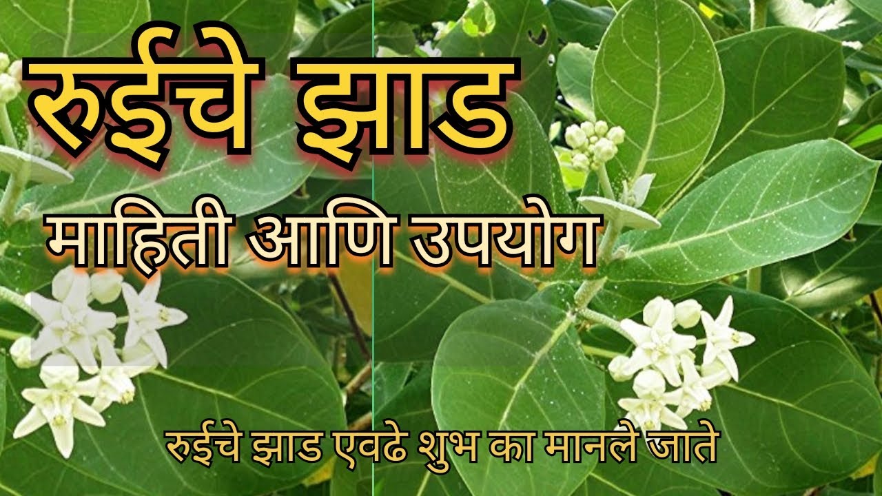 Rui che zad | रुईच्या झाडाची माहिती आणि उपयोग | मारुतीच्या आवडीचे झाड ...