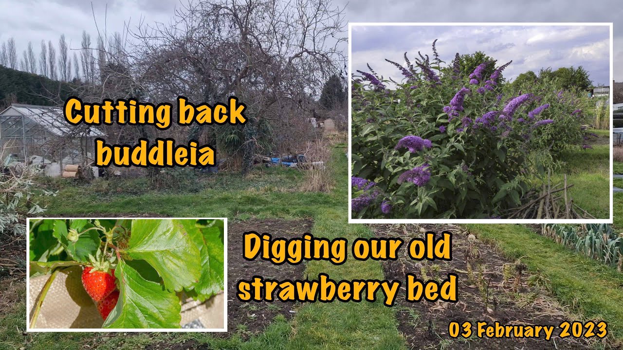 2023-02-03 cutting back buddleia and finally digging old strawberry bed ...