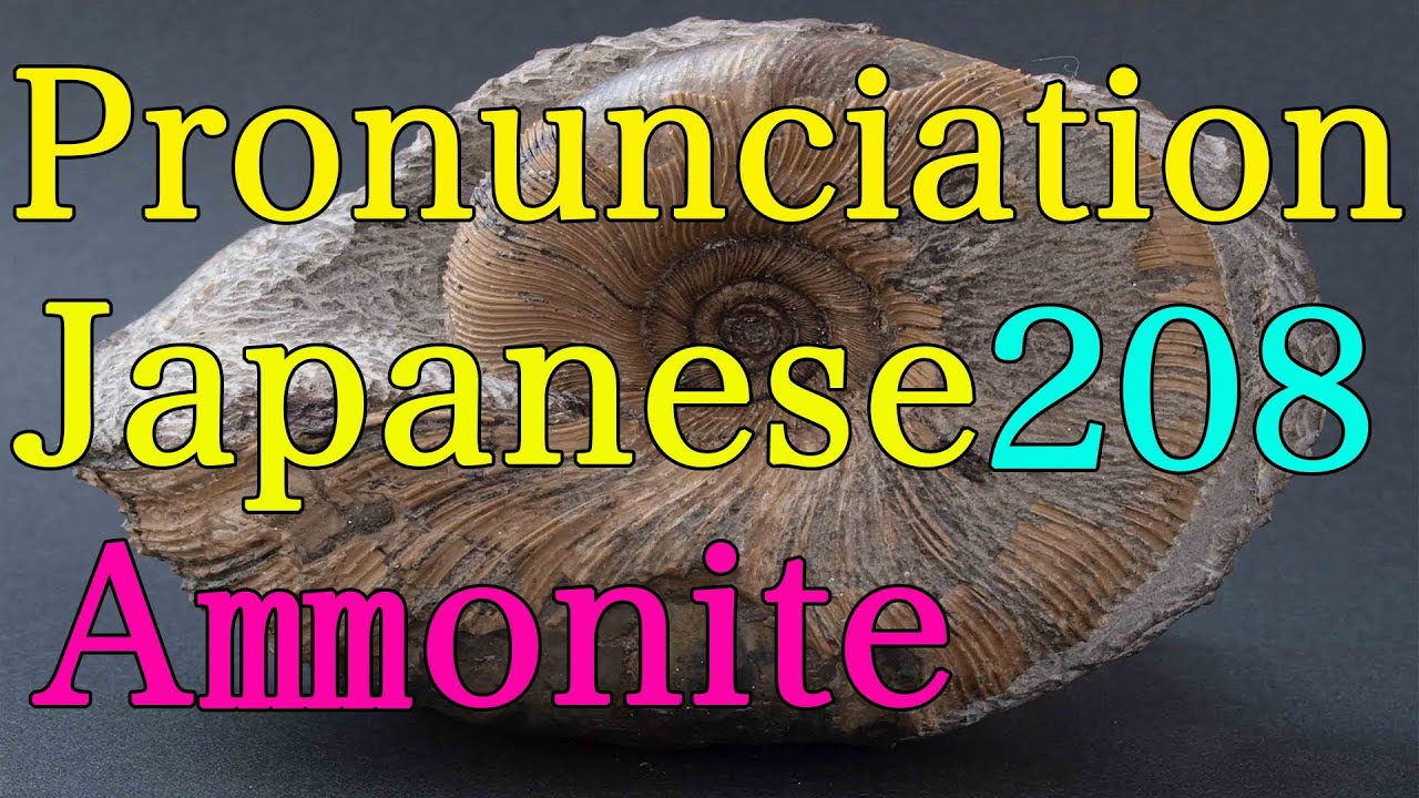 How to pronounce Ammonite in Japanese アンモナイト あんもないと pronunciation Japan ...
