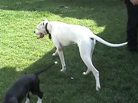 dogo argentino & great dane - YouTube