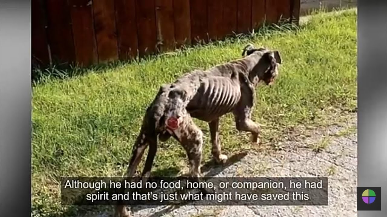 Amazing transformation of a near death dog - YouTube