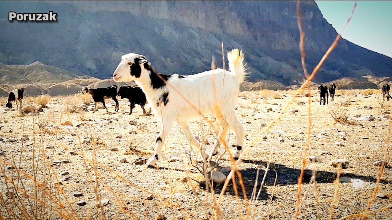 Goat pasture in the mountains of Iran | the village lifestyle of Iran ...