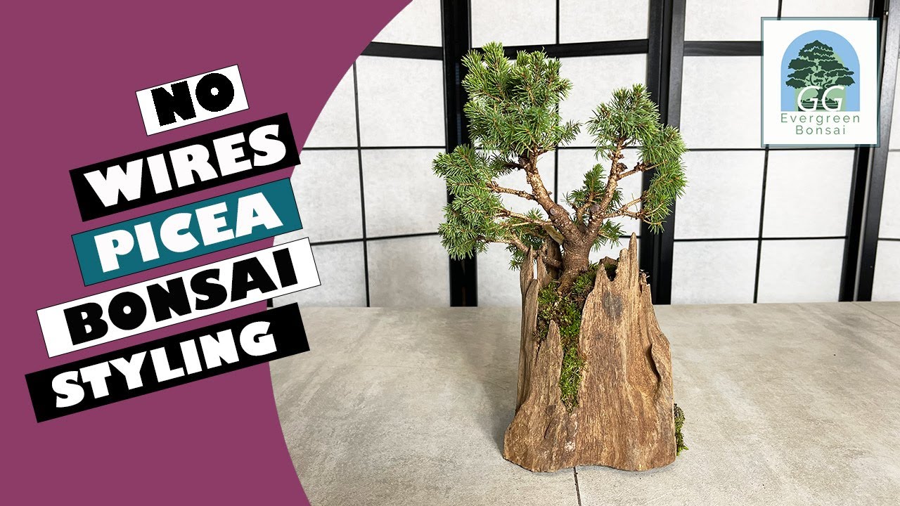 Simple picea bonsai penjing style - YouTube