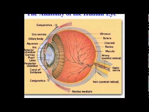 Parts Of The Eye And Its Function - YouTube