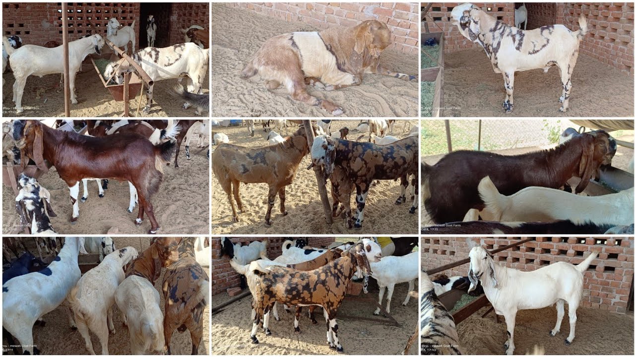 Bakra Eid ka dhamaka offer 400 500 per kg khassi bakra totapuri mewati ...
