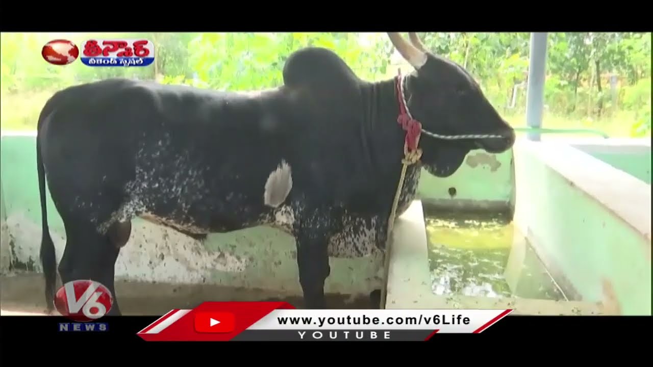 Pulikulam Cattle Breed Conservation | Tamil Nadu | V6 Teenmaar - YouTube