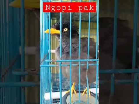 jalak kebo ngomong#shorts