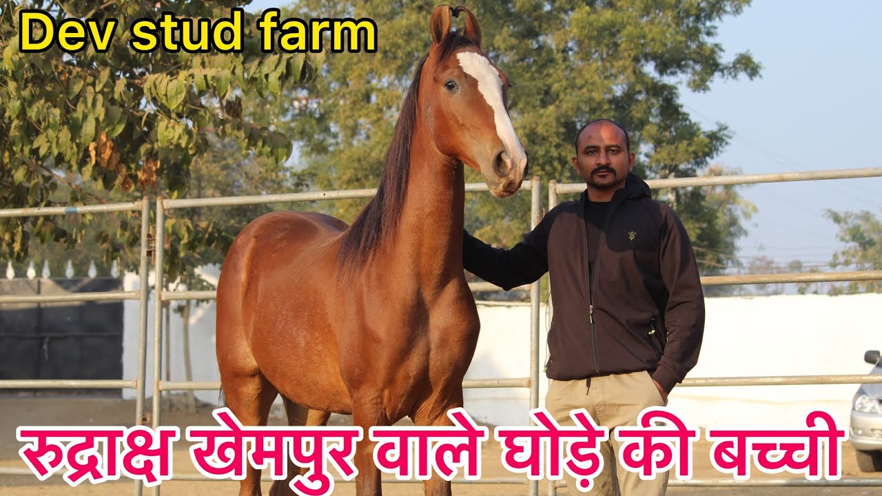 DEV STUD FARM की प्यारी बच्ची || ganesh ji gurjar #running #morningexercise - YouTube