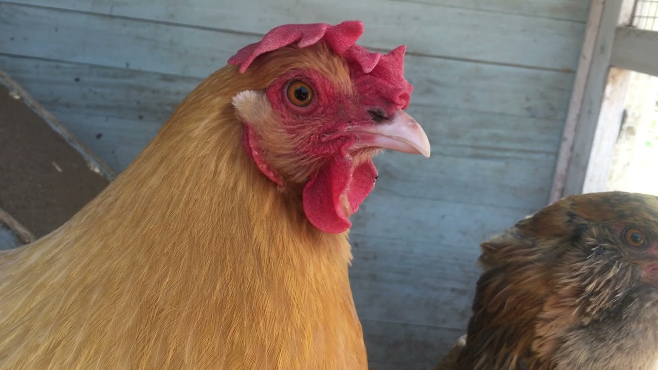 Chillin chickens - YouTube