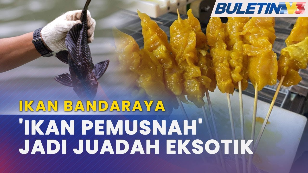 Ikan Bandaraya Berpotensi Jadi Juadah Eksotik Unik Dan Enak Youtube