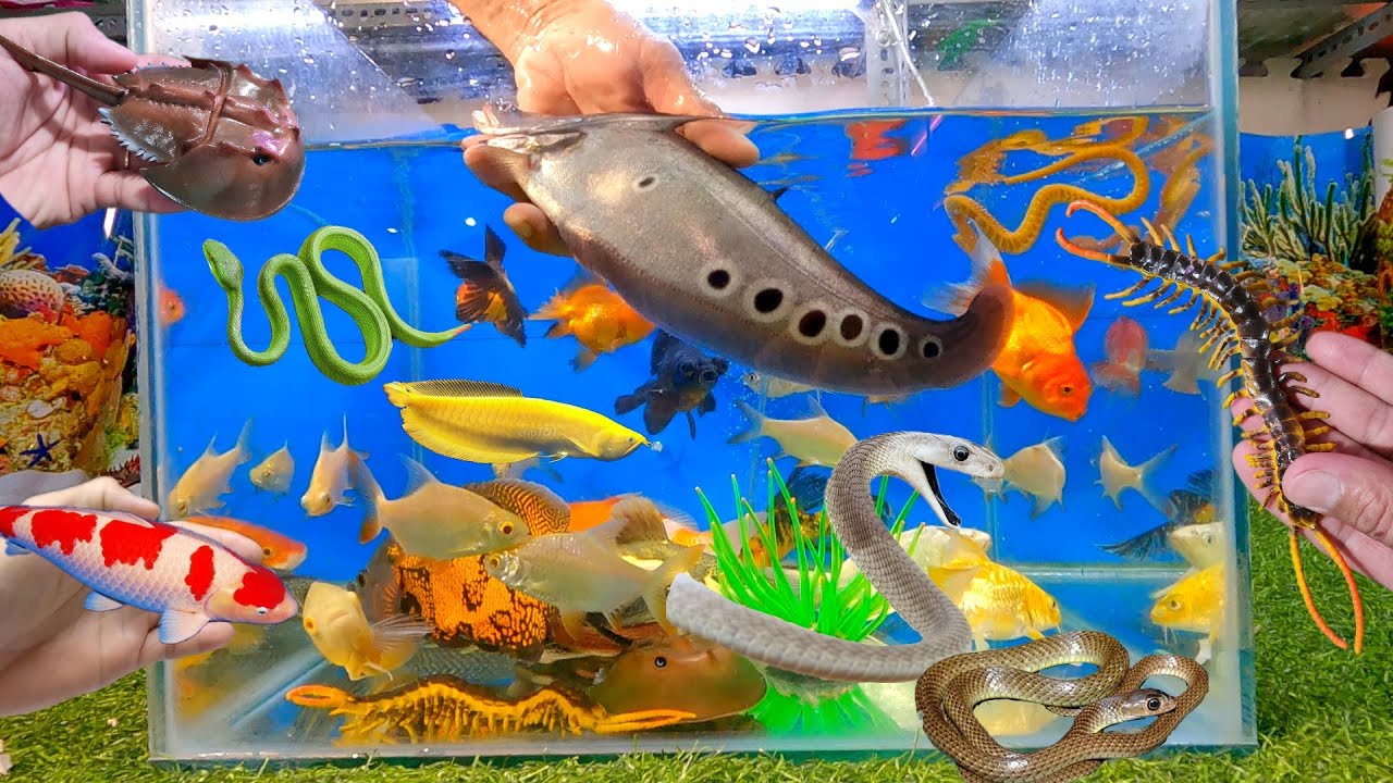 Tổng hợp các loại cá cảnh đẹp, cá chép nhật, cá sam, cá nàng hai, cá ...