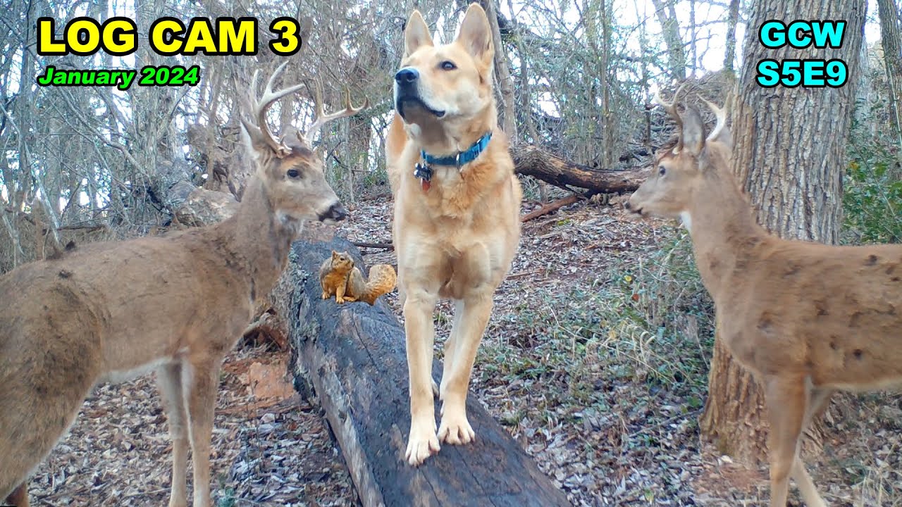 Wildlife Log Camera 3 January 2024 S5E9 #trailcam #wildlife - YouTube