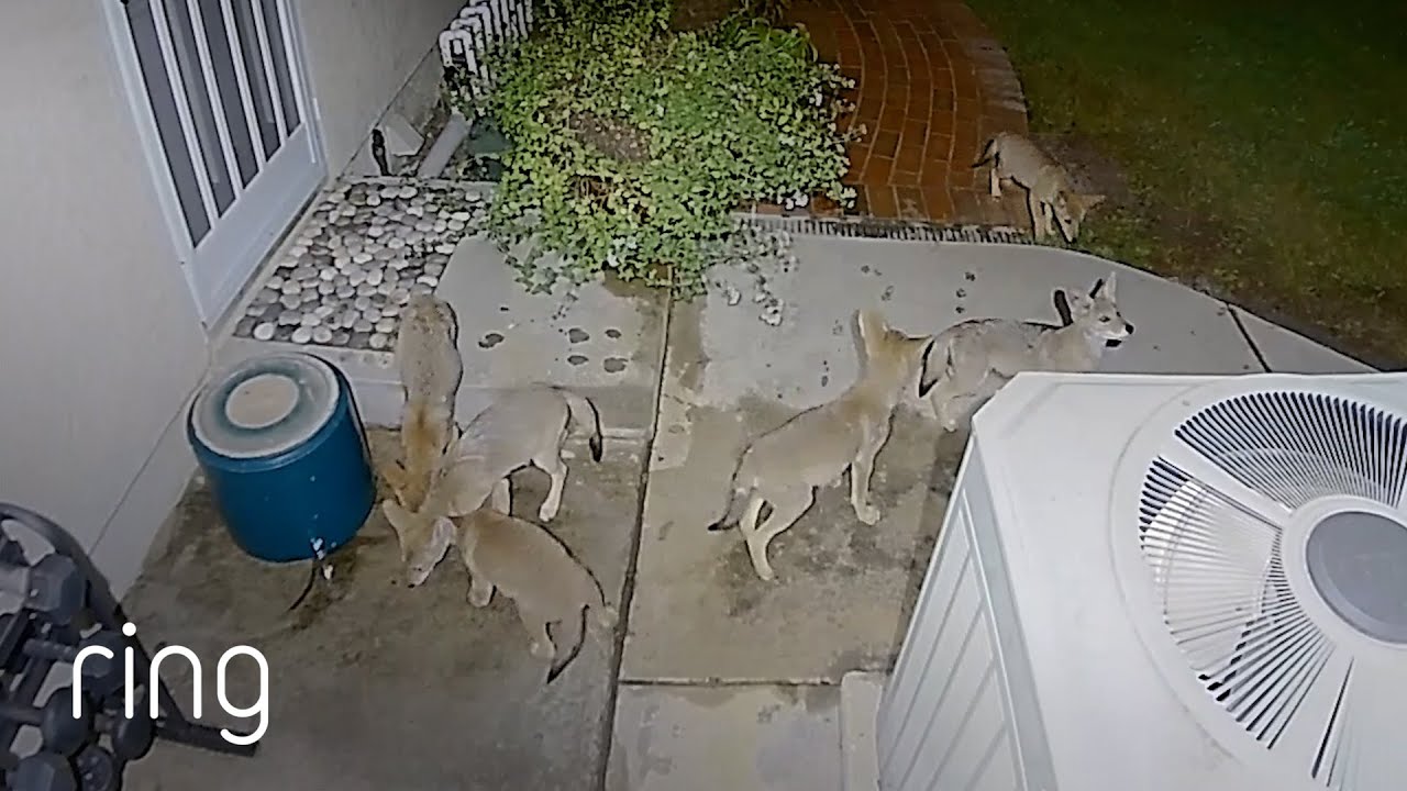 Late Night Coyote Party in Man’s Backyard | RingTV - YouTube