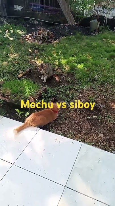Mochu vs siboy - YouTube