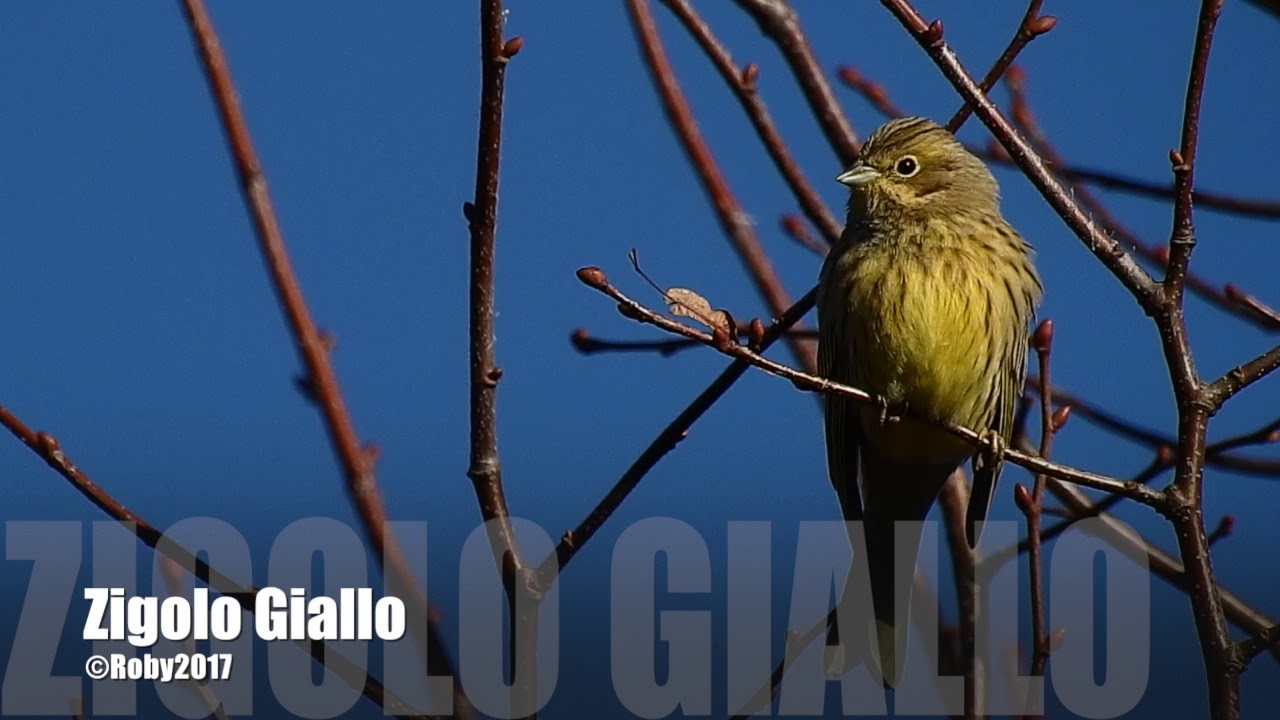 Zigolo Giallo 3 12 2017 - YouTube