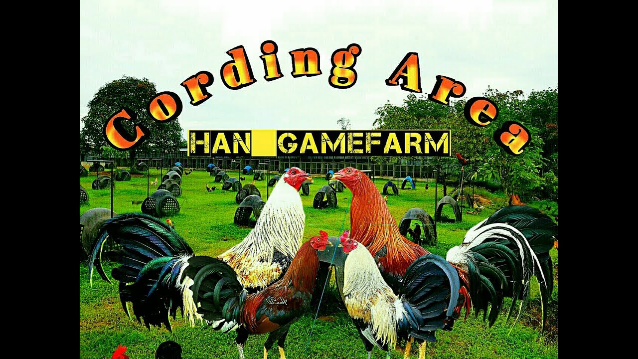 Intip Cording Area Han Gamefarm 1, American fowl/ Indonesian farm - YouTube