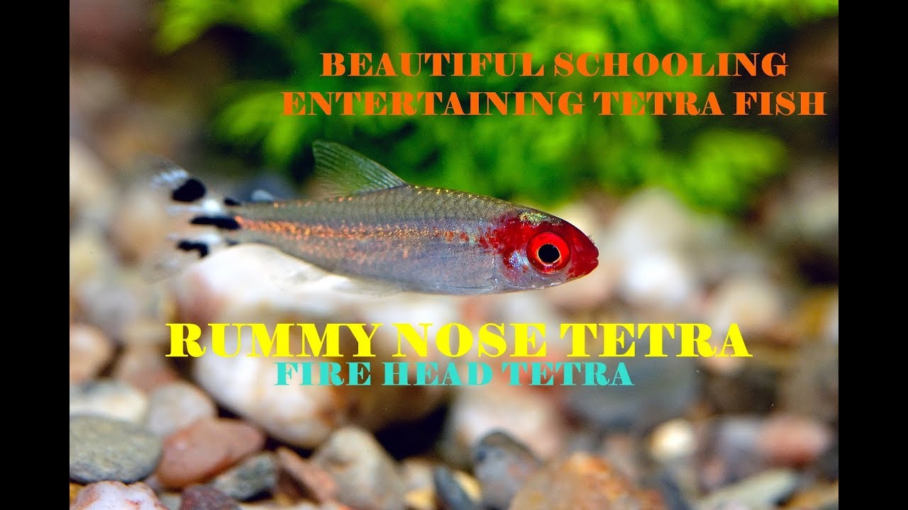 Rummy Nose Tetra | Fire head Tetra | Beautiful Schooling & entertaining ...
