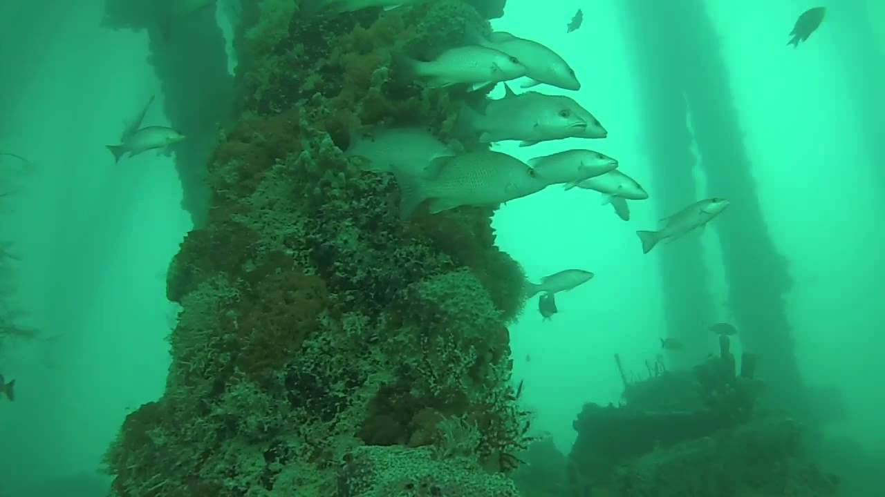 Terrified Gray Snapper School - YouTube