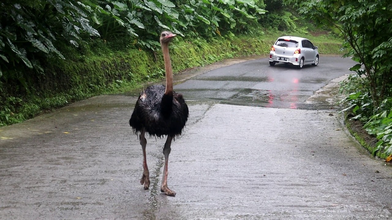 Burung ini lebih besar dari mobil - YouTube
