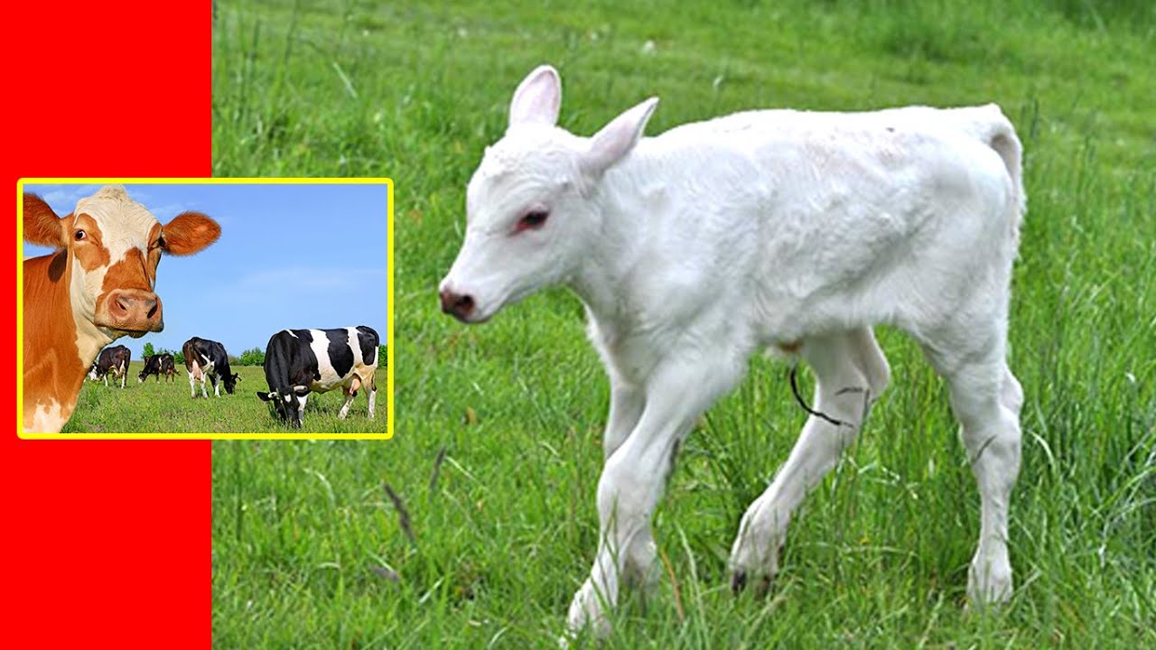 How do cows show affection to humans ! Cow Love ! [TB Release] - YouTube