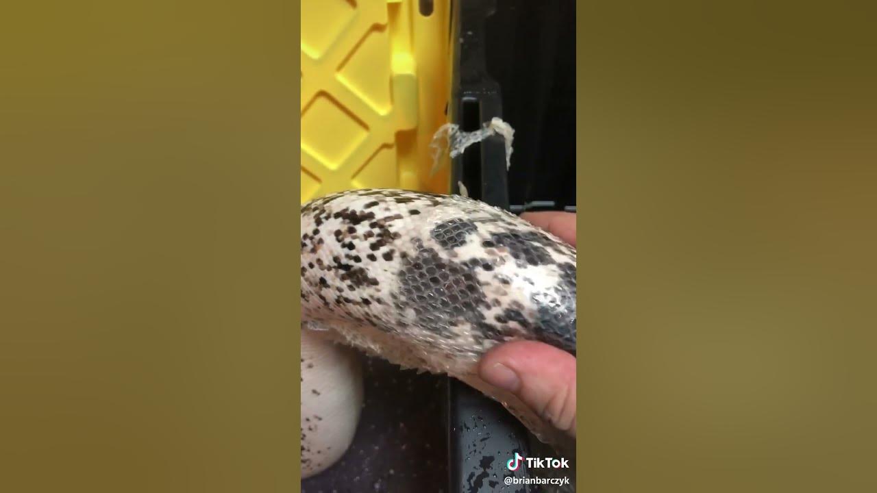 Cow reticulated python snake part(5) - YouTube