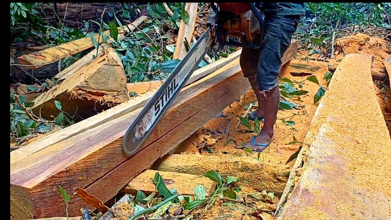 KAYU MAHAL || YANG DI OLAH LANGSUNG DARI POHON ULIN DI HUTAN RIMBA ...