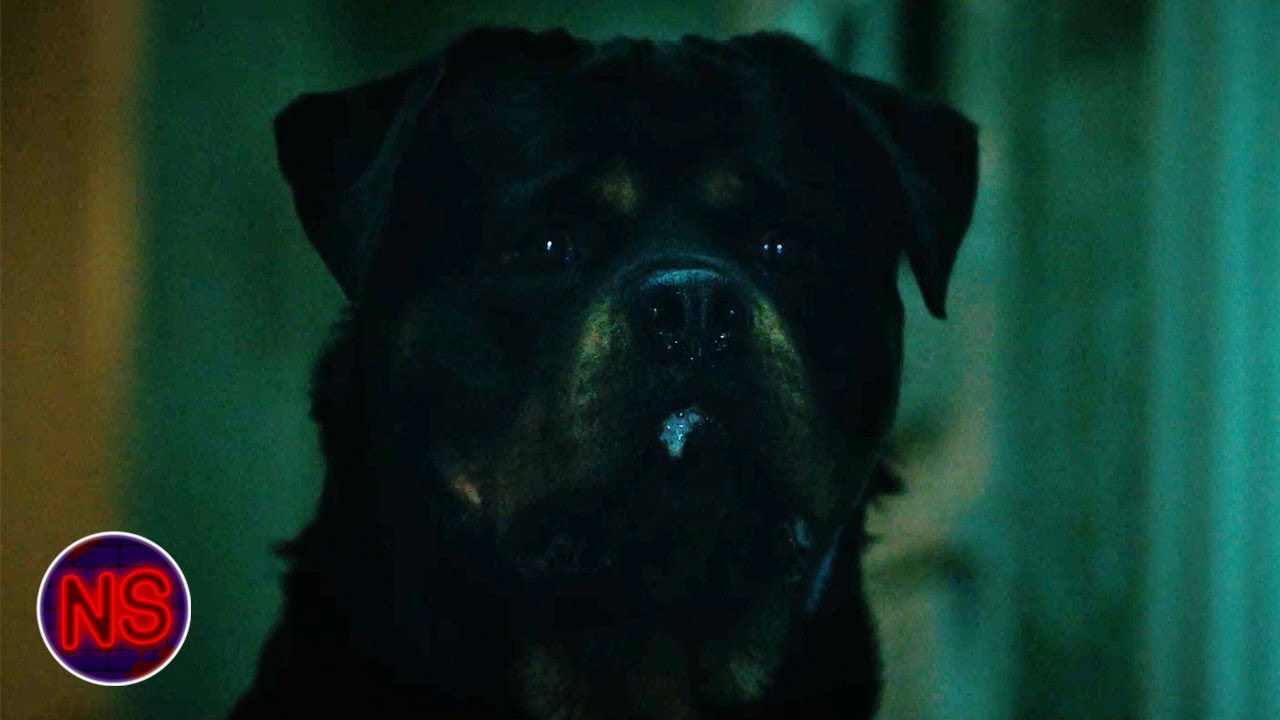 Attack Dog Doesn't Give up The Chase | Don't Breathe (2016) | Now ...