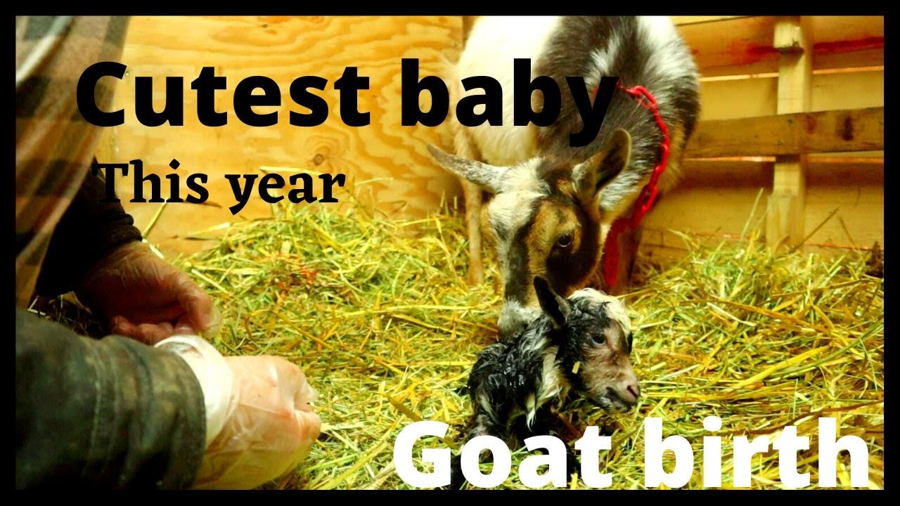 Last delivery of the season ended with a cutie! (miniature goat birth ...