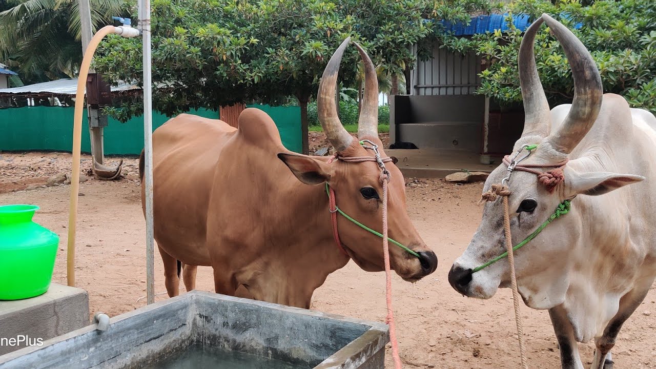 kangayam cow - YouTube