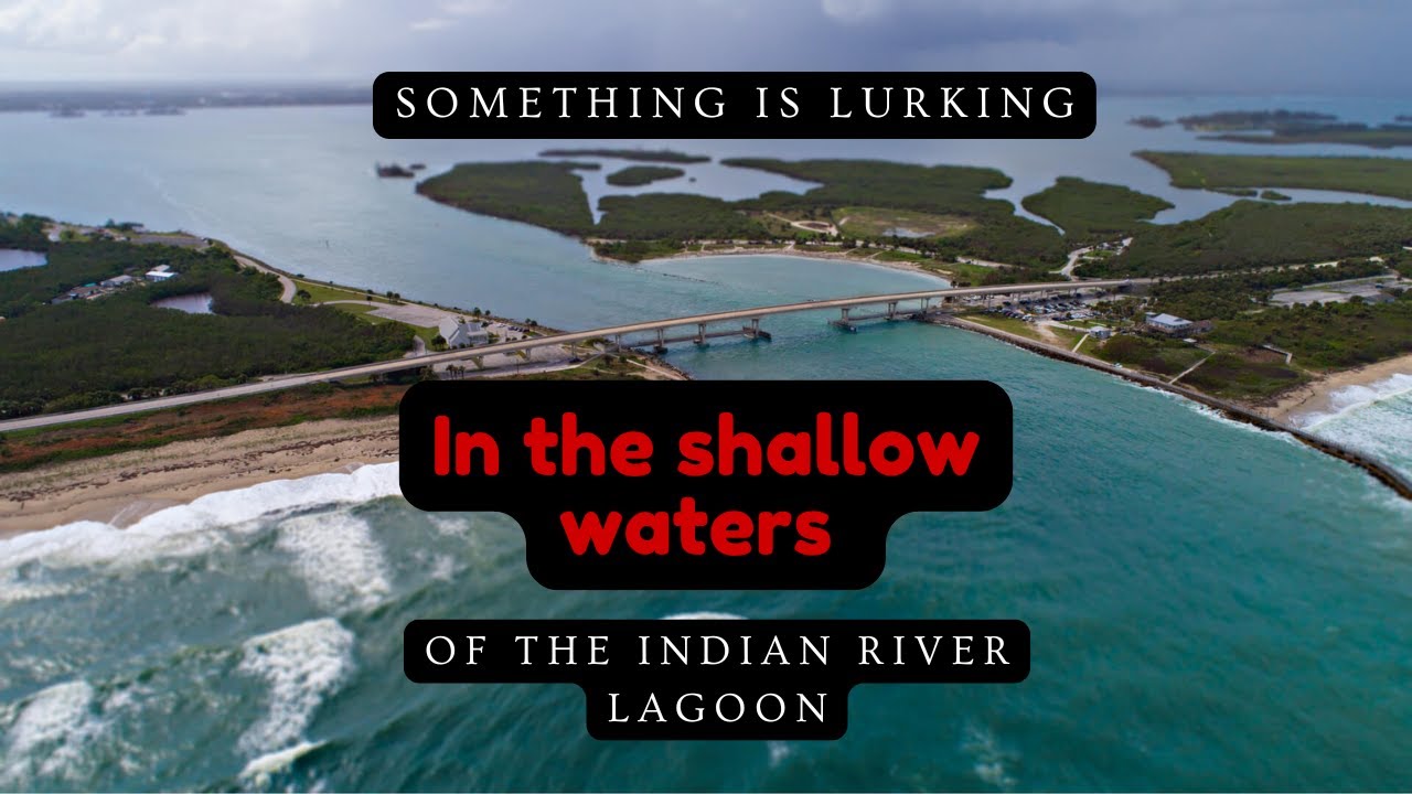 Something is Lurking In the Shallow waters of The Indian River Lagoon ...