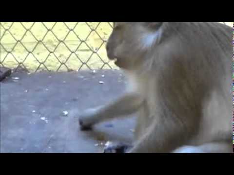 Baby monkeys eat insects caught in flight FUNNY ANIMAL - YouTube