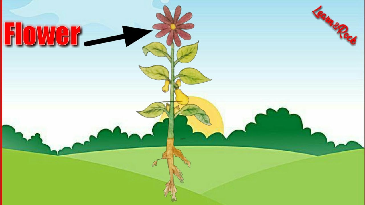 Parts of plants | Different parts of plants | Part of plants and their ...