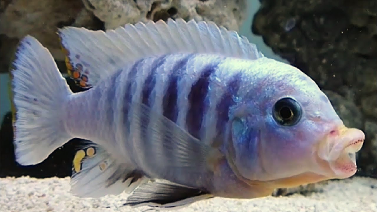 White top afra Cynotilapia Afra Metangula aggressive malawi mbuna ...