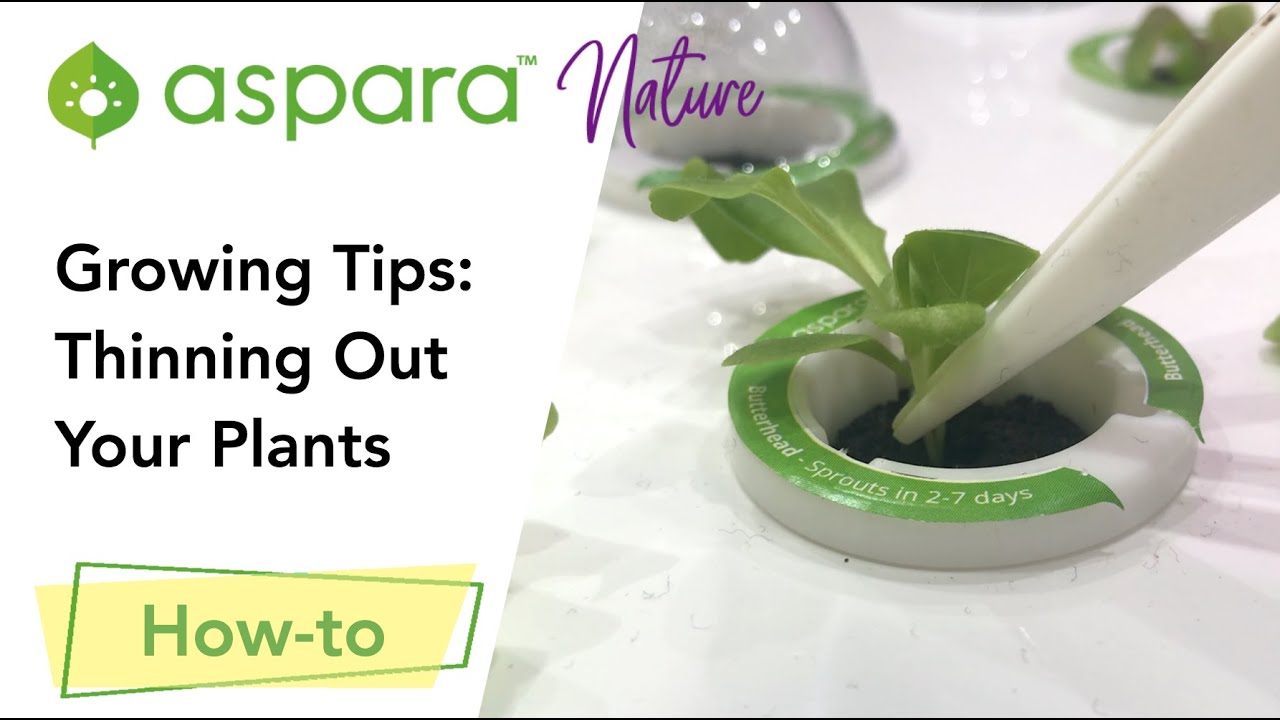 Growing Tips: Thinning out your plants - YouTube