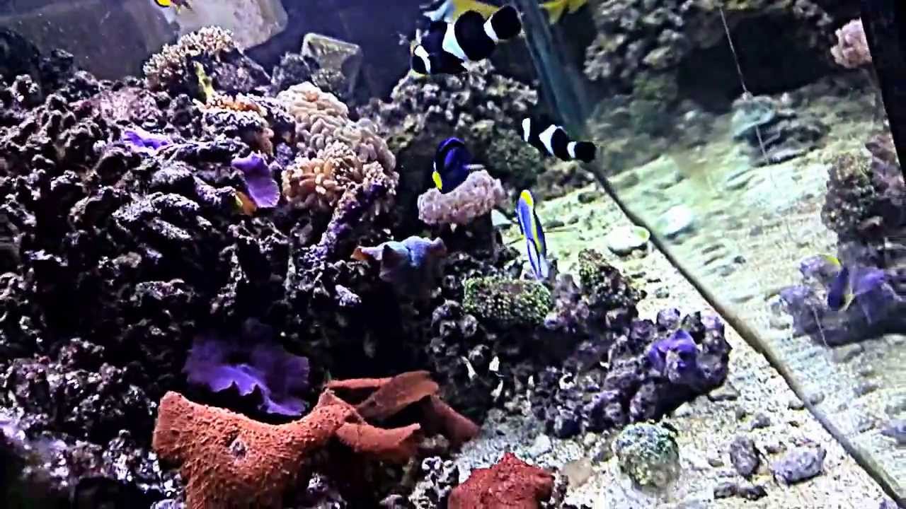 4ft Reef Tank Australia - YouTube