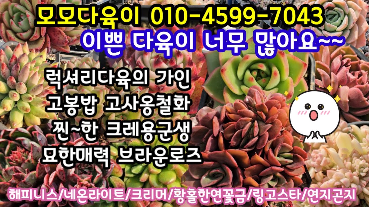 이쁜 다육이24312 너무 많아요 엑스플랜트도 모모다육이로 변경 됐어요명품창부터 고봉밥 다육이 찐한짱 다육이 찜이