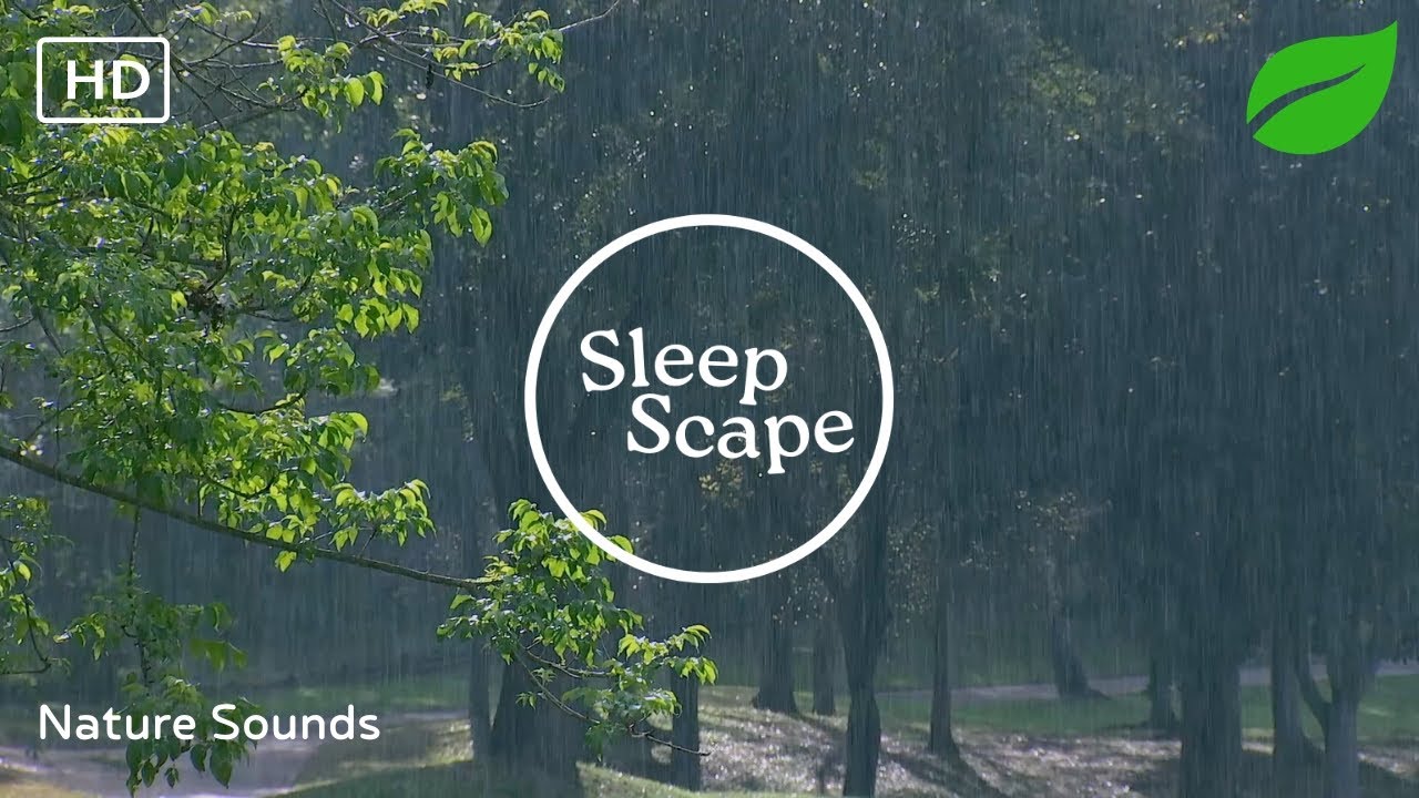 Tranquil Forest Rain | Perfect Background for Relaxation and Sleep ...