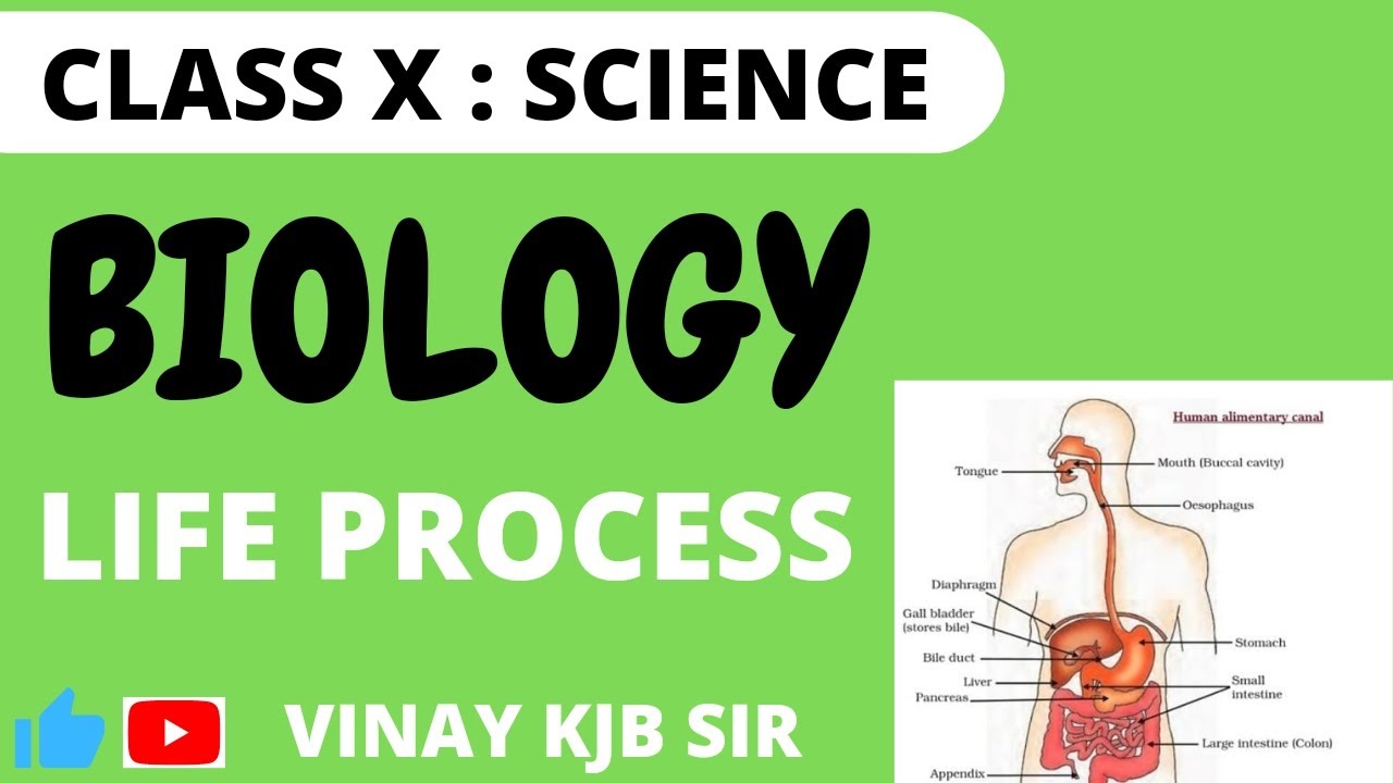 Class 10 MCQS Science | Chapter LIFE PROCESS | IMPORTANT MCQ's | KJB ...