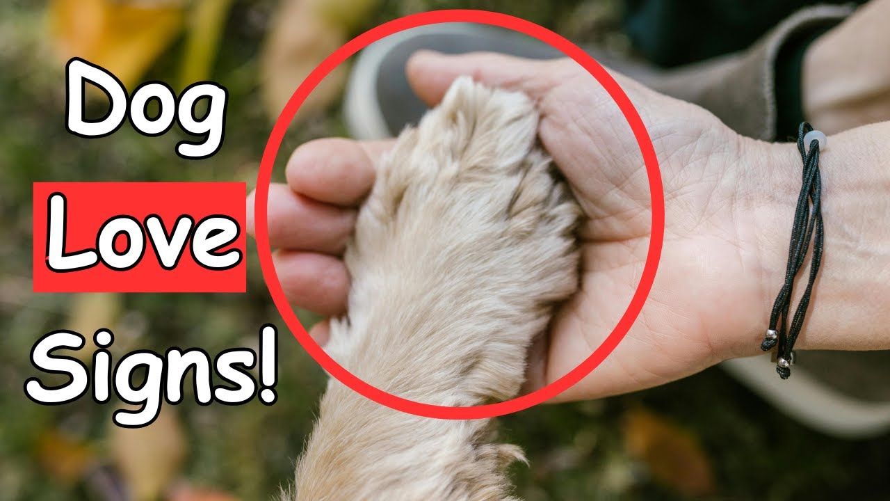 11 Signs Your Dog Has Imprinted on You! (Are You Their Favorite Human ...