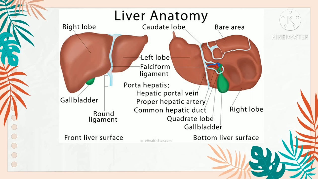 Anatomi dan Fungsi Hati - B - 143 - YouTube
