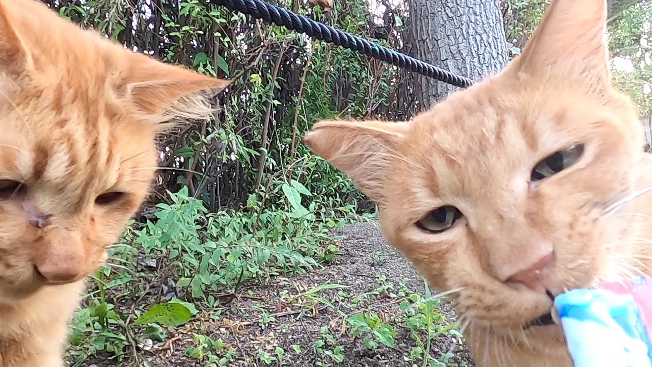 親子さくら猫 茶猫のチャロと茶太郎にごはんをあげました。I gave food to the brown cat Charo and ...
