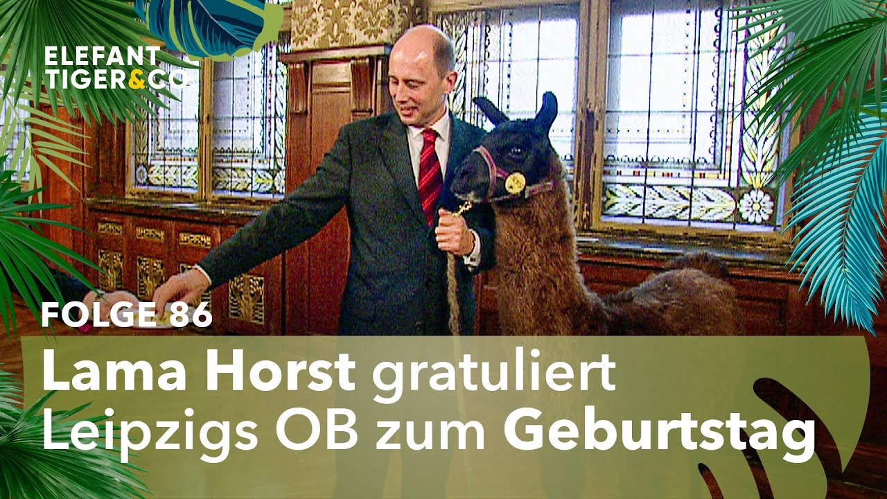 Lama Horst auf politischem Parkett (Folge 86) | Elefant, Tiger & Co ...