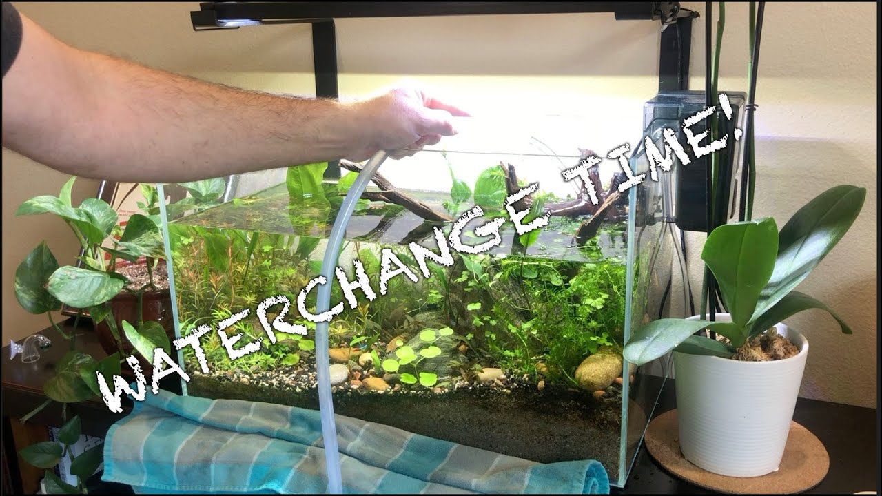 Ep. 8: Waterbox 16 Water Change - YouTube