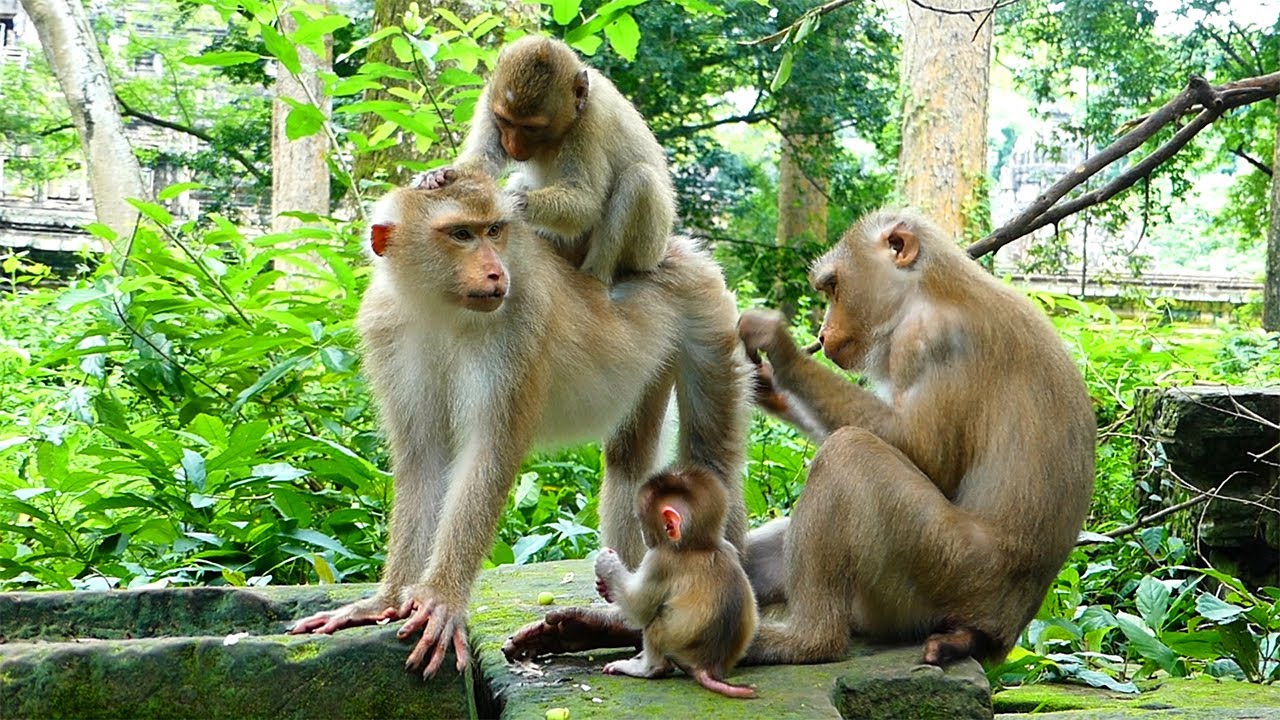 So Sweet!.. Rainbow & Libby Grooming Pregnancy Monkey l Cute monkey ...