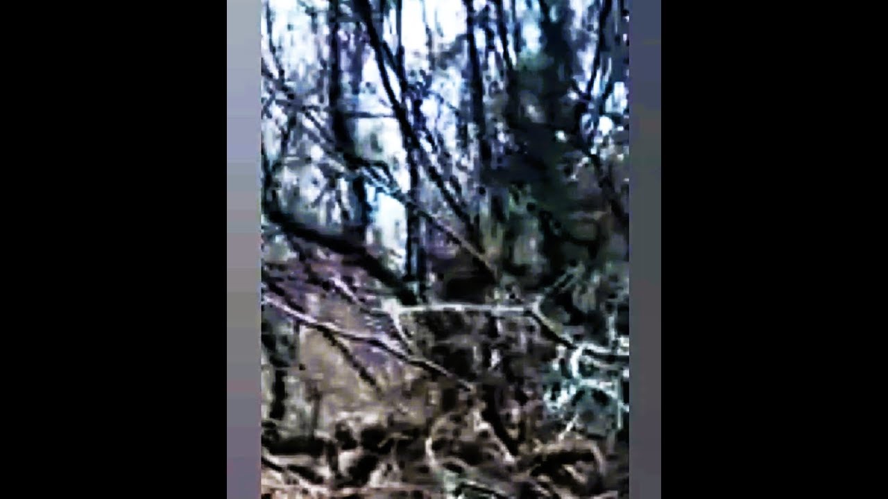 Sasquatch Friends Ontario 🖖🏻 Signs of Cryptids !🧚 ♀️📸🦧🐺 Mar 3, 2024 # ...