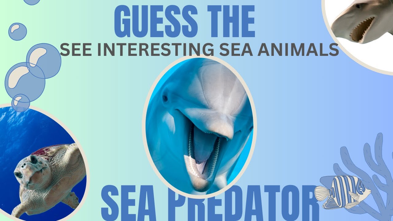 IQ QUIZ | Guess the predators of sea | Sea animals | sea marine | sea ...